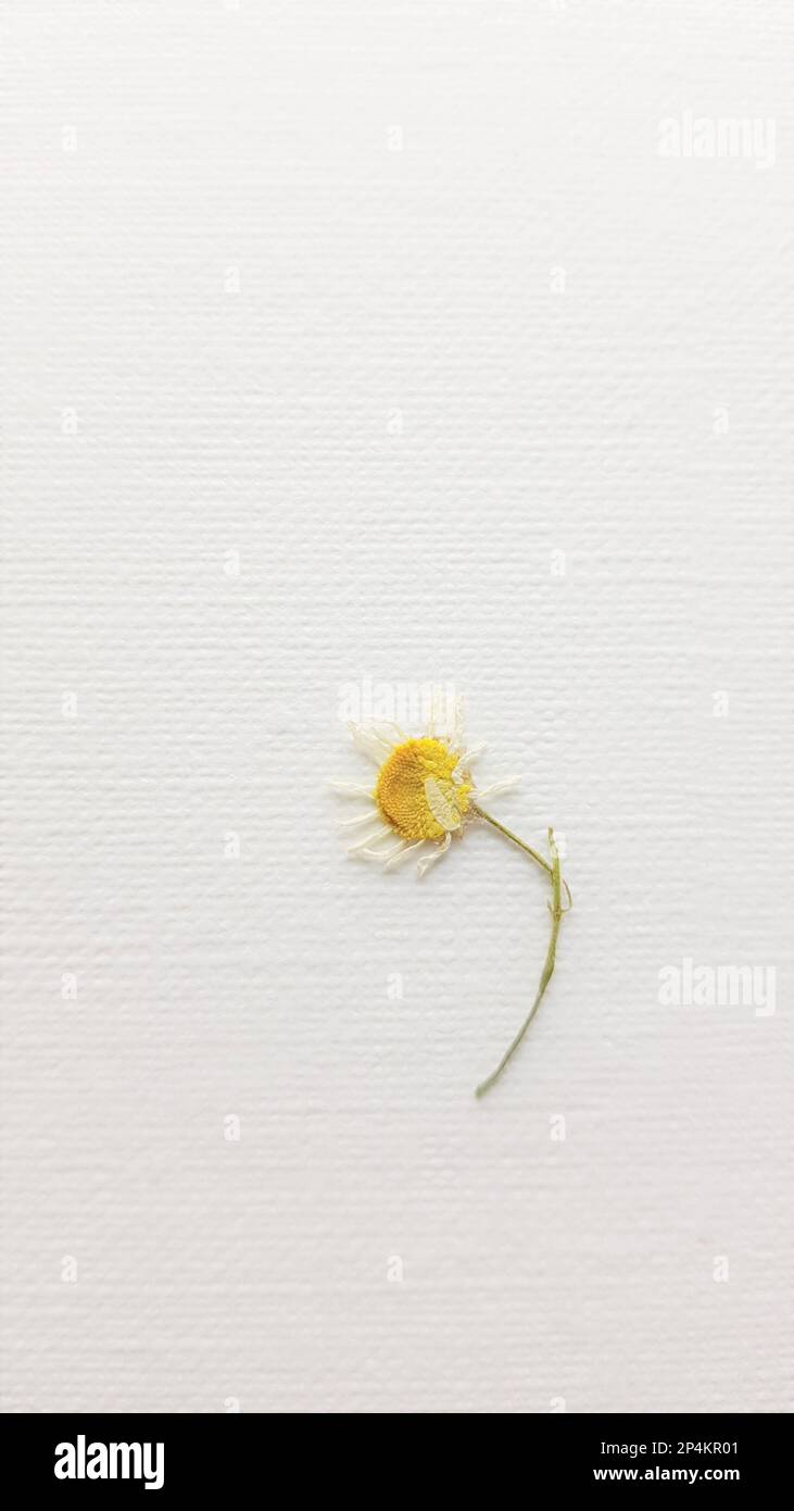 One dry chamomile flower on white paper Stock Photo - Alamy