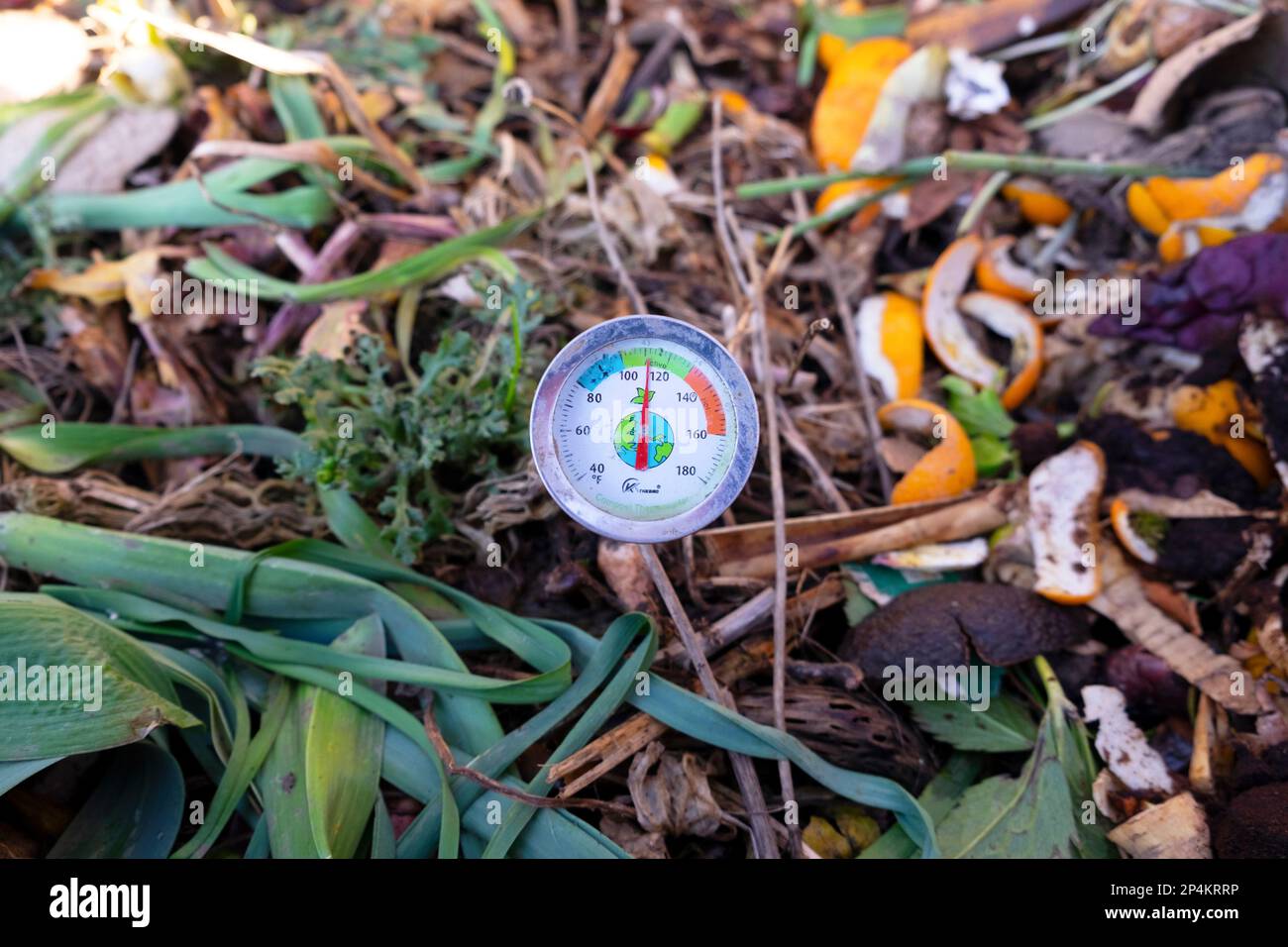 Compost heap thermometer closeup close up to measure temperature of kitchen vegetable waste in ...