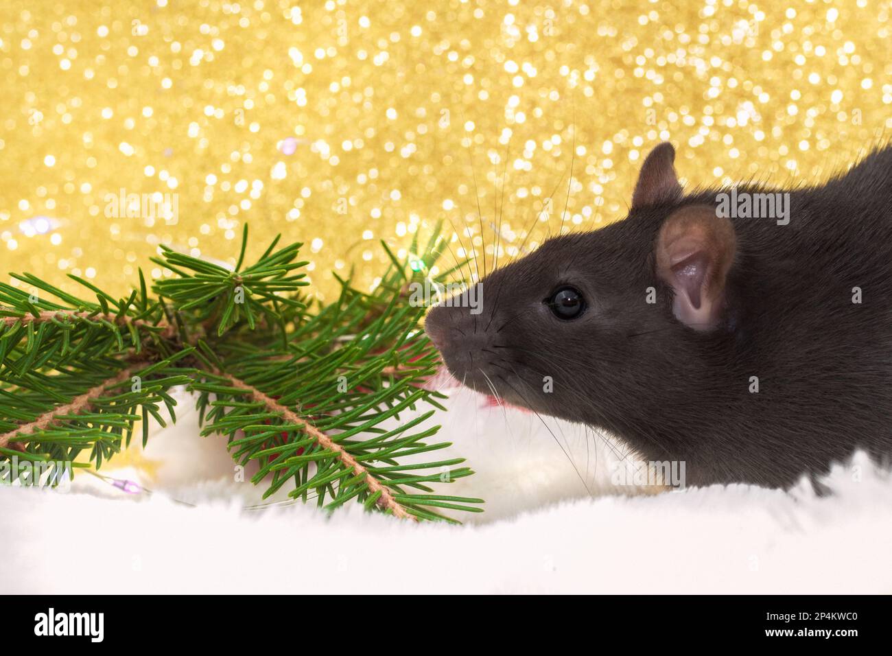 Christmas rat looking at the camera on the background of bokeh lights ...