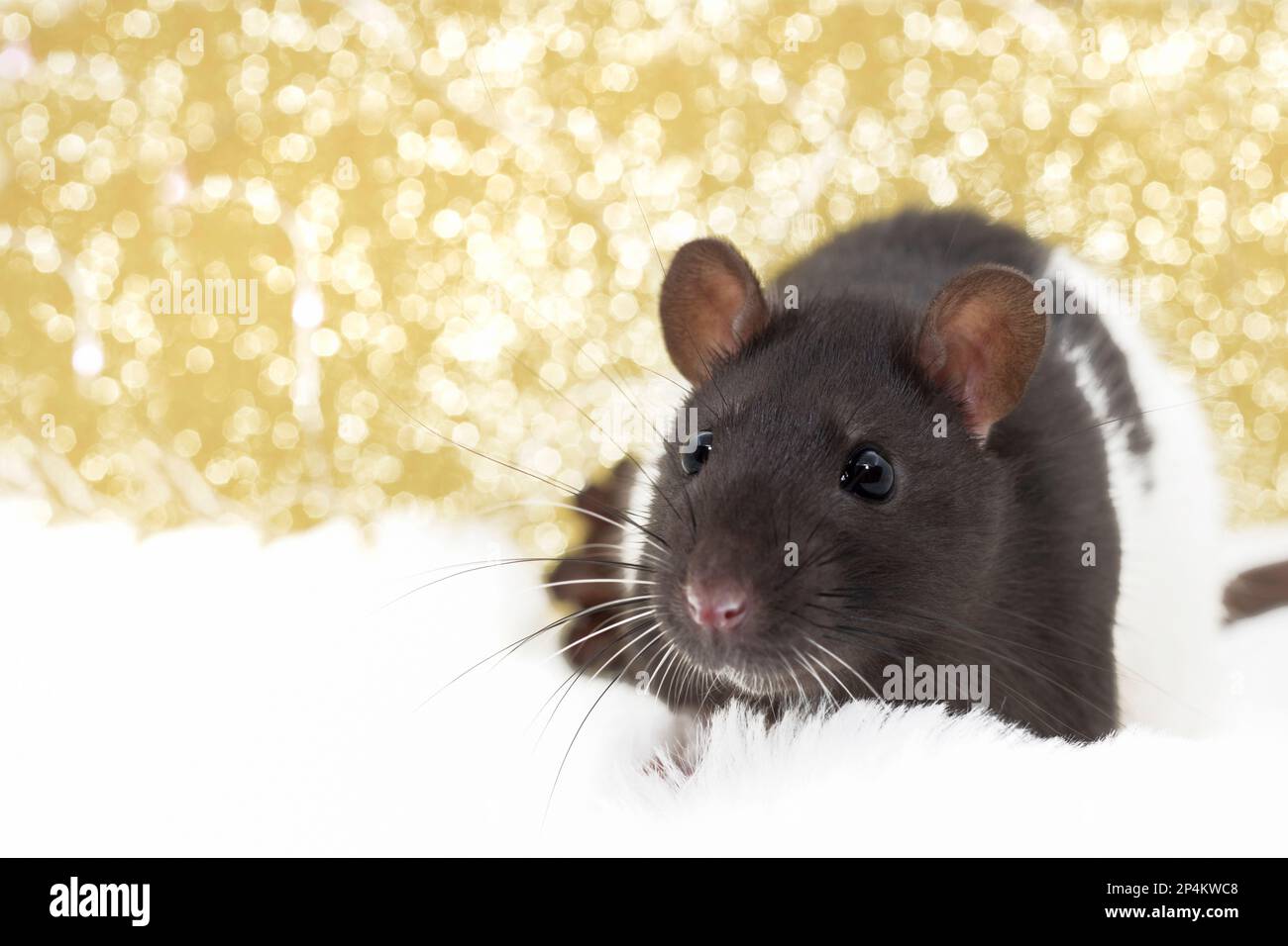 Christmas rat looking at the camera on the background of bokeh lights ...