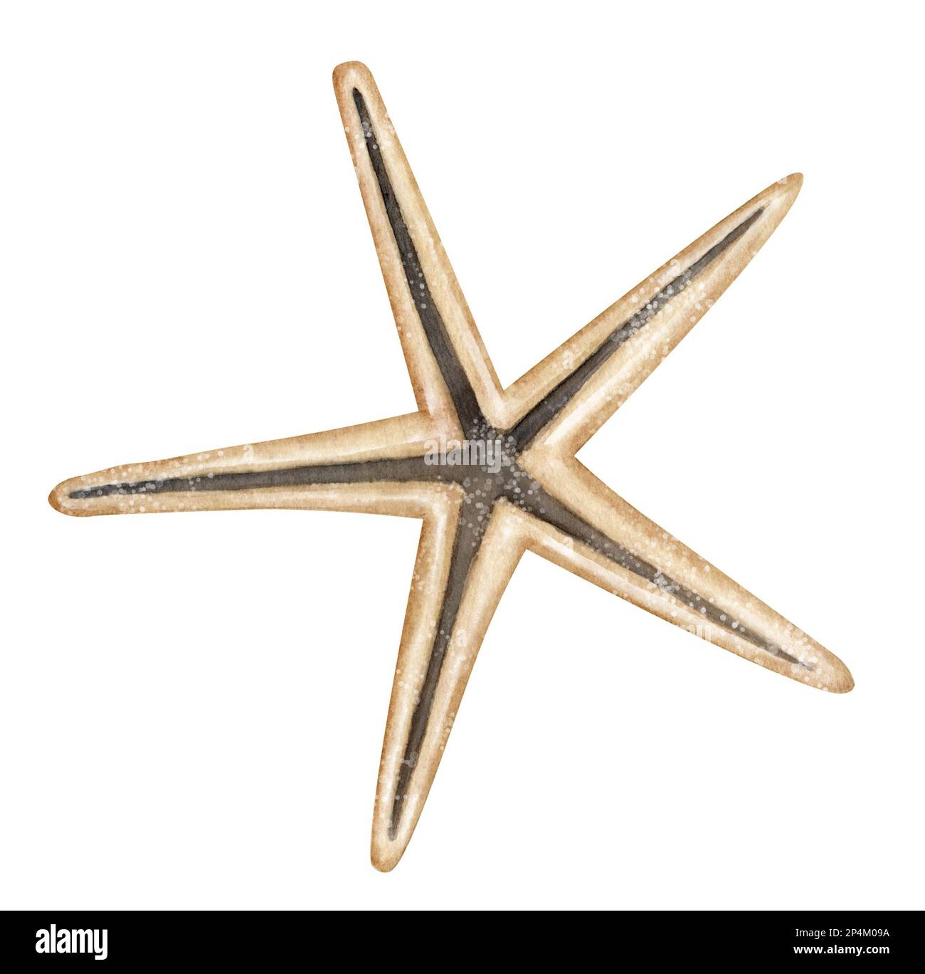 Watercolor illustration of Starfish. Hand drawn drawing of Star Fish in ...