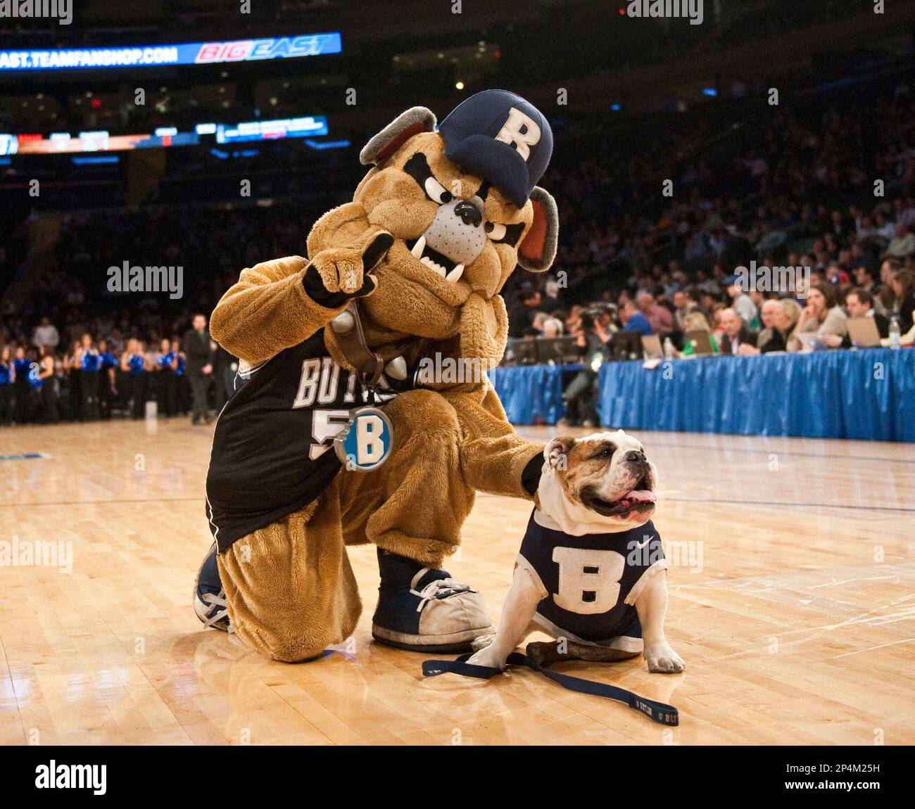 March 12, 2014 - New York, New York, U.S. - Butler's mascots in the ...