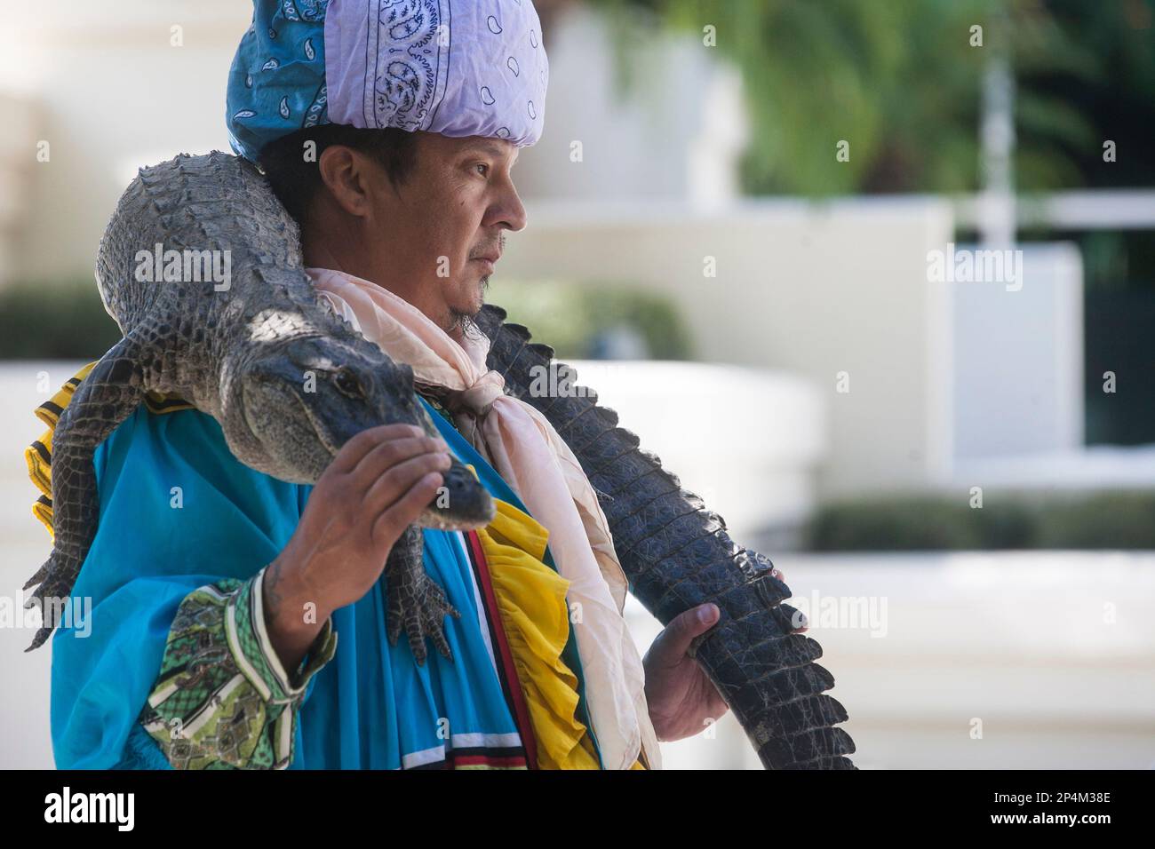 Billy Walker holds an alligator during the Seminole Hard Rock Hotel ...
