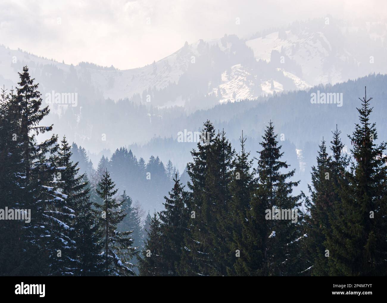 Forested mountain slopes and mountain ranges with snow and low lying ...