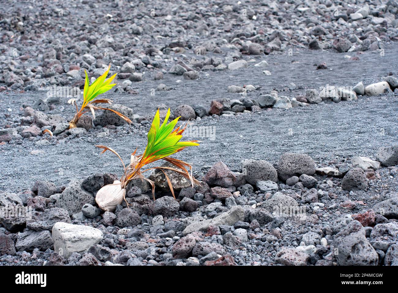 Two young coconut palm trees grow amidst the rugged volcanic terrain of ...