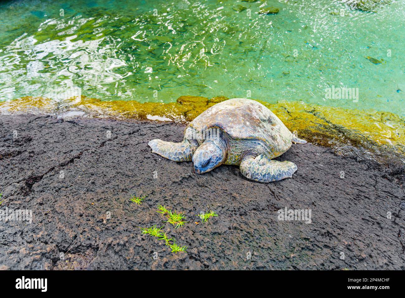 A serene moment captured in time as a Hawaiian Green Sea Turtle rests ...