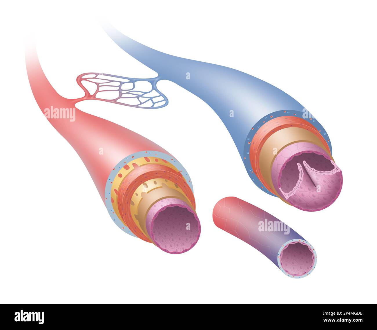 Structure of arteries, veins and capillaries Stock Photo - Alamy