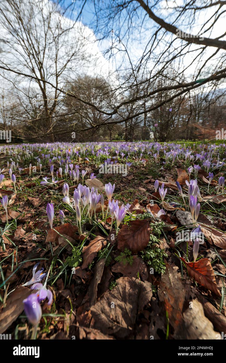 Spring Crocus, Kew Gardens, London Stock Photo - Alamy