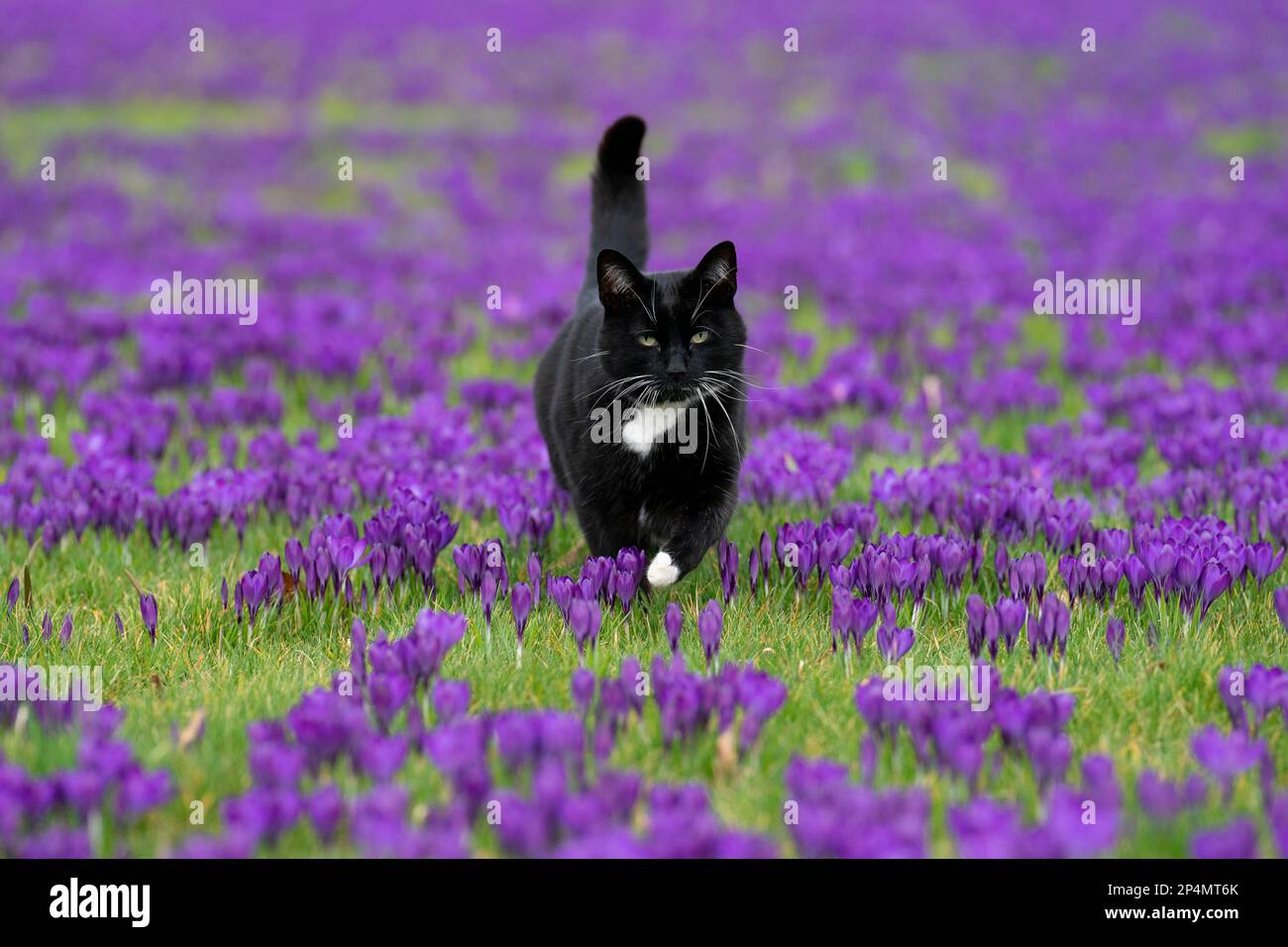 Lord Roscoe the cat runs through the crocuses on the lawns at the ...