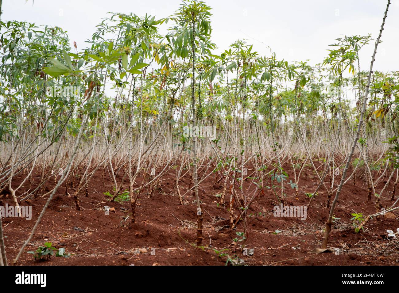 Cassava or tapioca tree growth in planting farm Stock Photo - Alamy