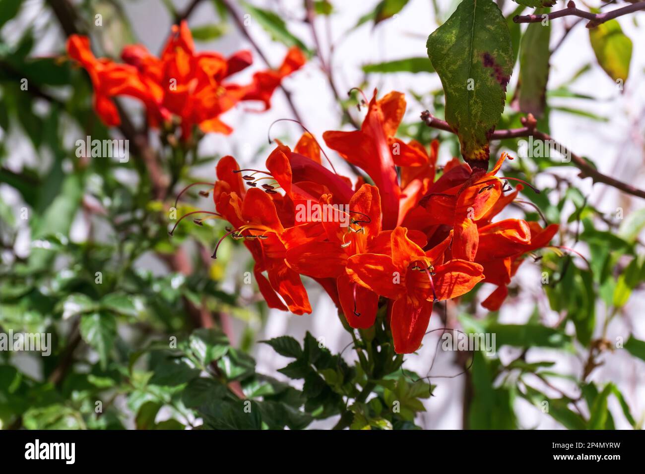 Cape honeysuckle tecomaria capensis hi-res stock photography and images ...