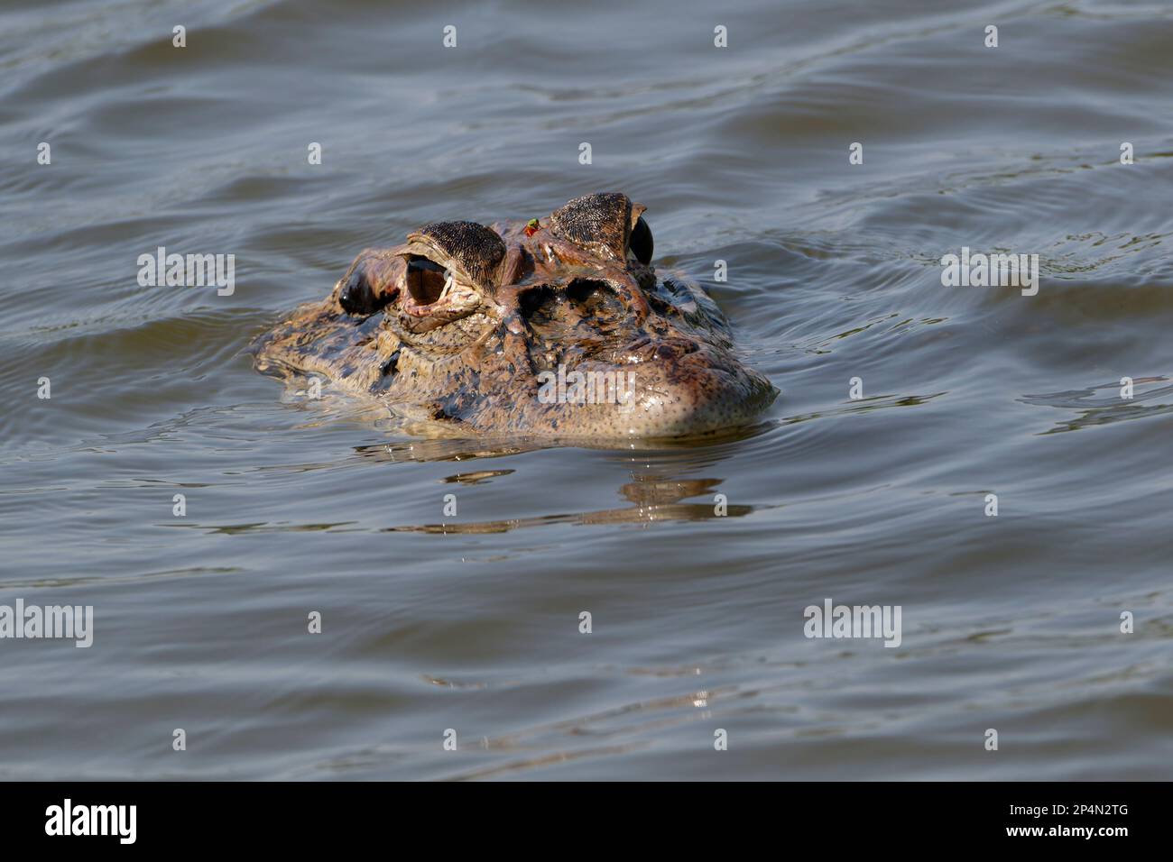 Black caiman (Melanosuchus niger) swimming in the Madre de Dios River ...