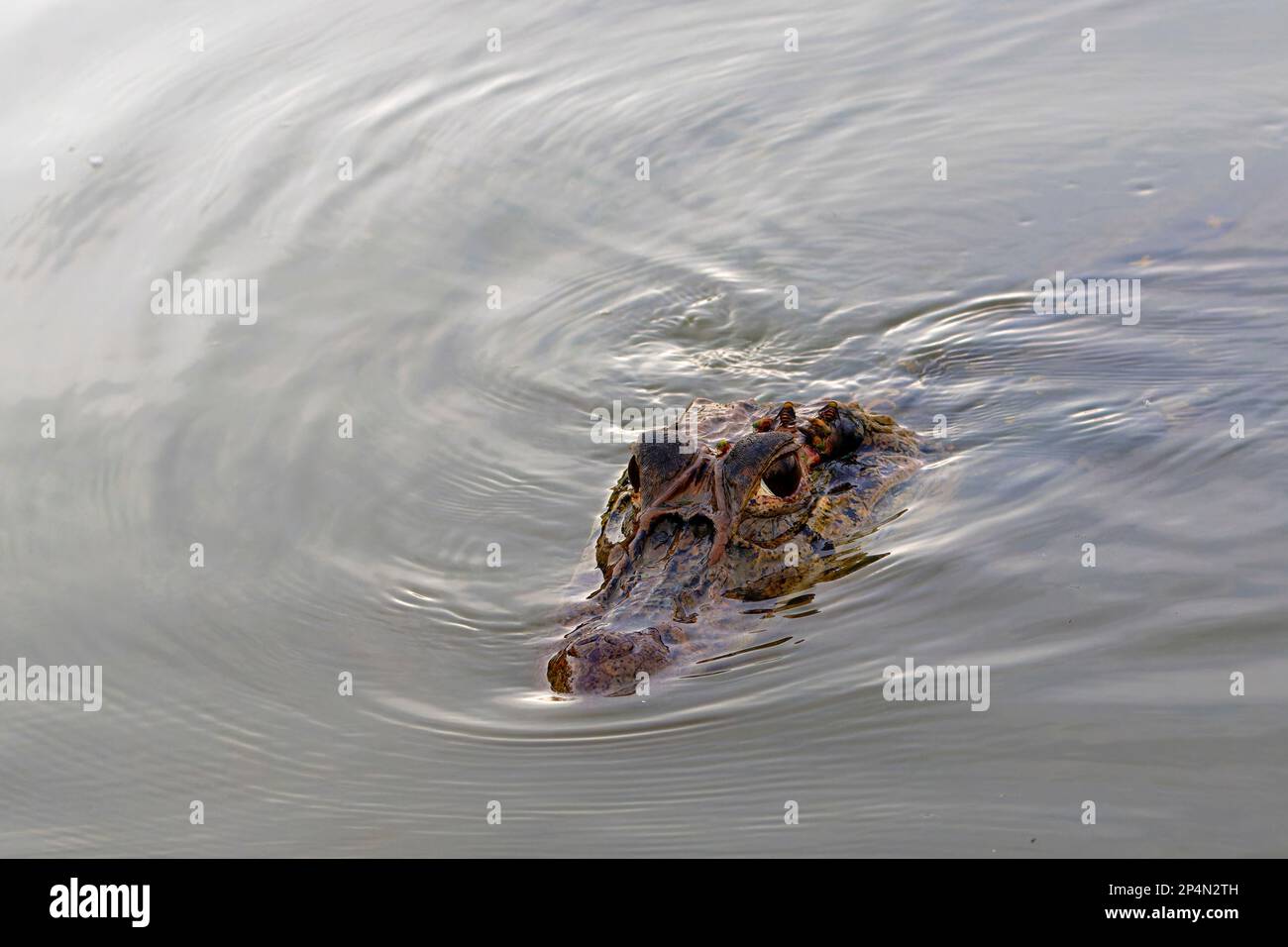 Black caiman (Melanosuchus niger) swimming in the Madre de Dios River ...