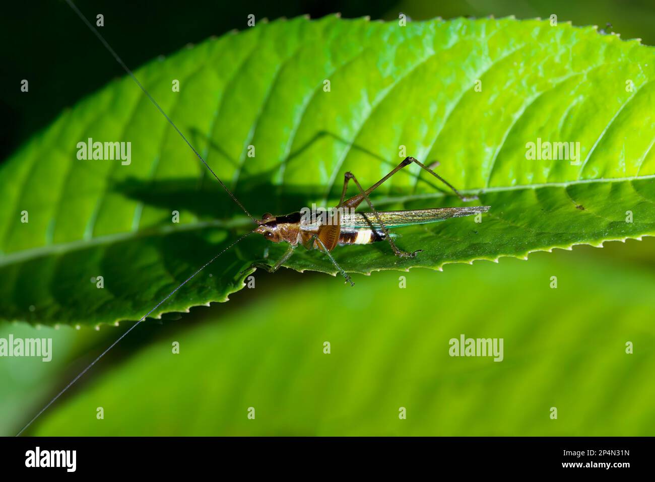 Grasshopper on a leaf, Manu National Park, Peruvian Amazon, Peru Stock ...