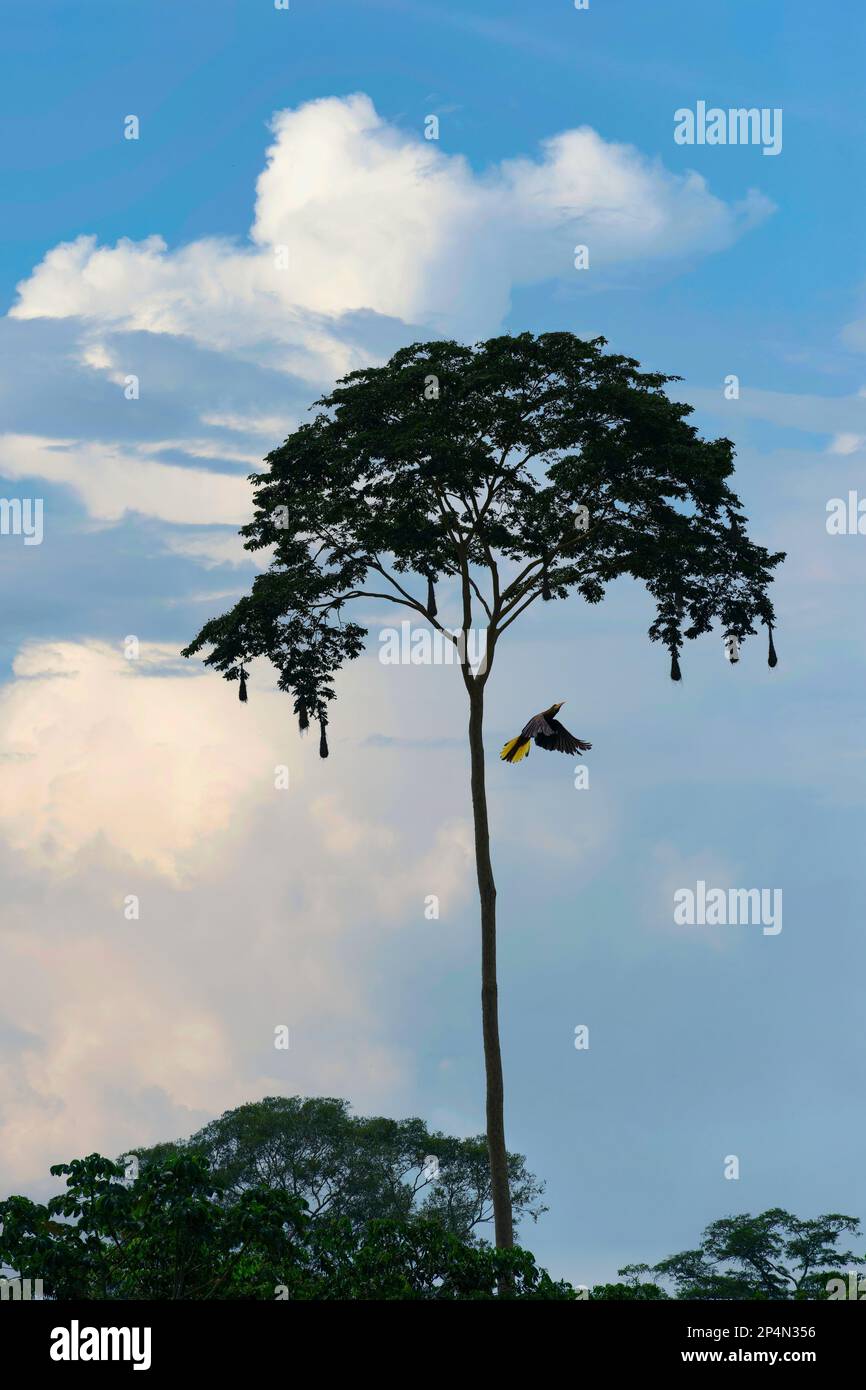Crested oropendola flying under nesting tree in Amazon Tropical Rain ...