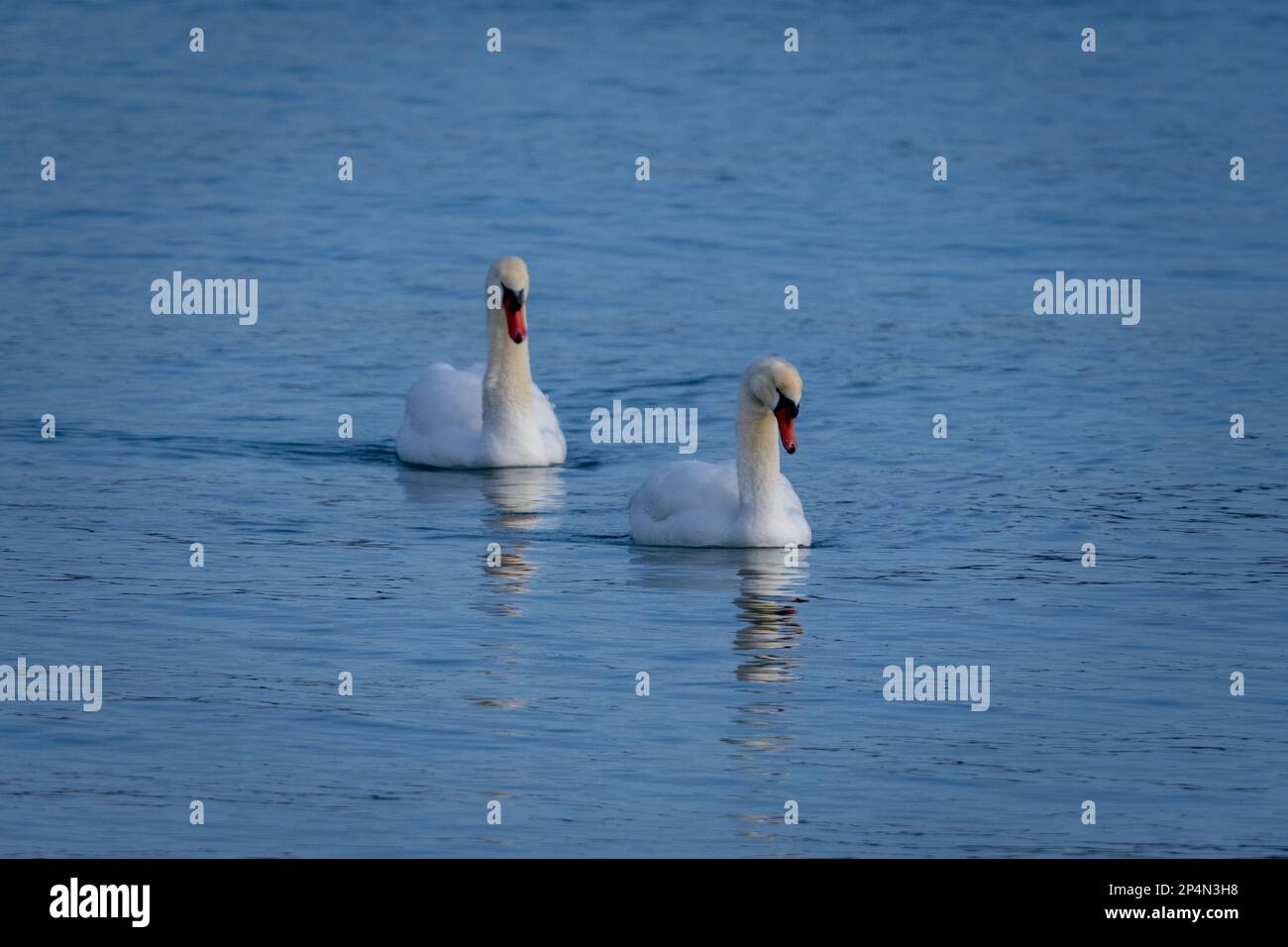 Mute swans, Latin name Cygnus olor, is an introduced species in North ...