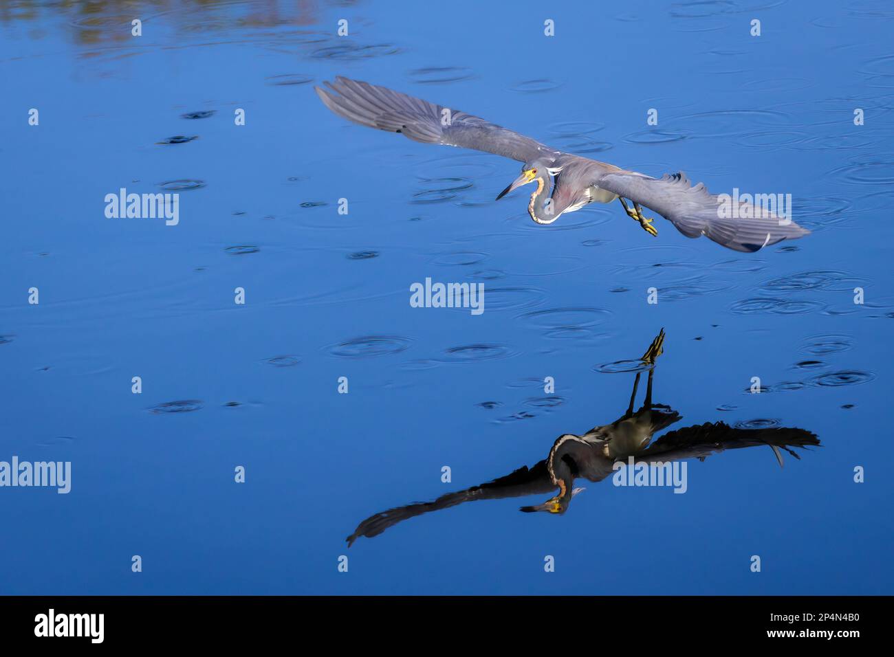 Tricolored Heron (Egretta tricolor) flying over water with reflection ...
