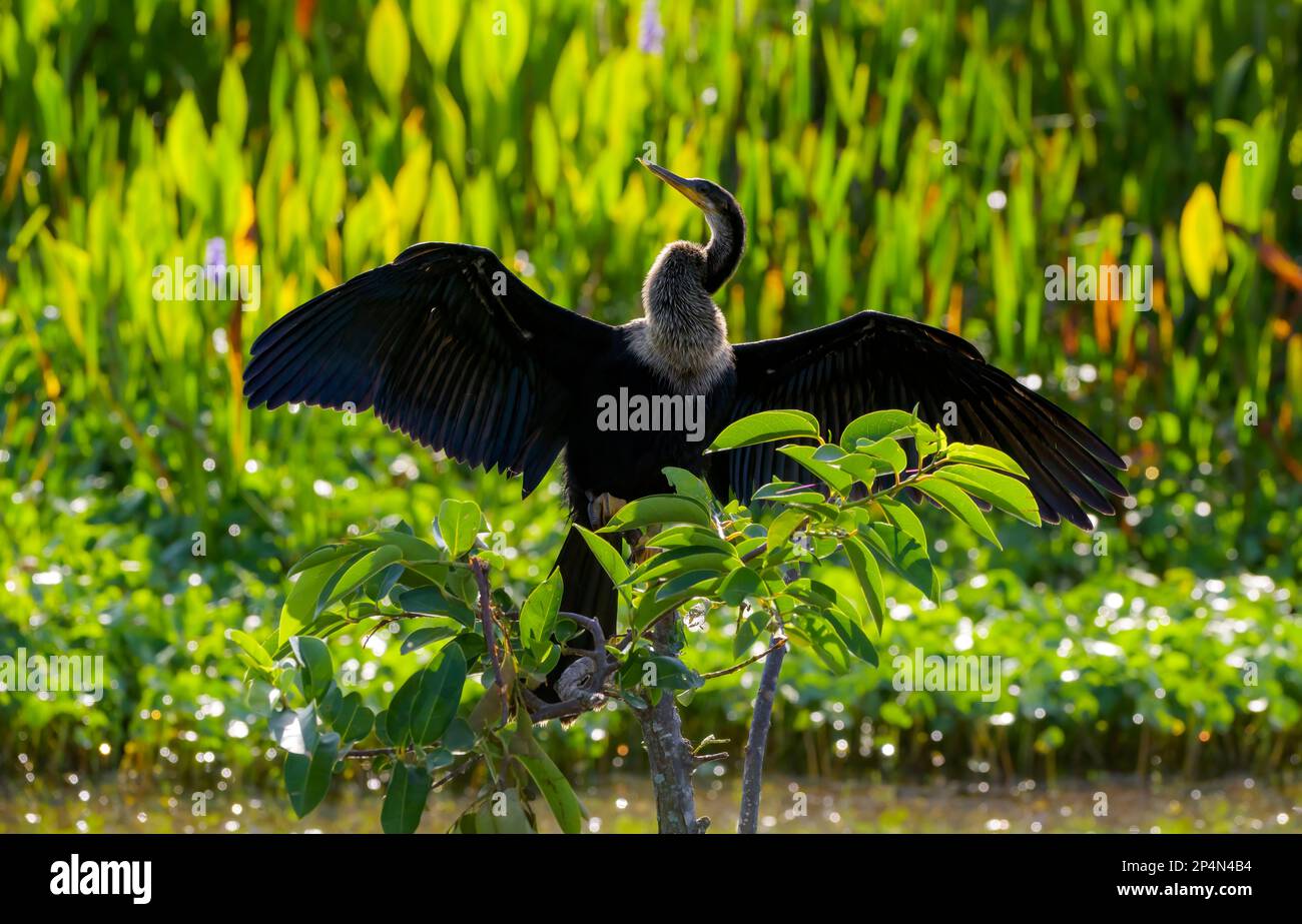 Anhinga (Anhinga anhinga) drying it's wings in the sun backlit during ...