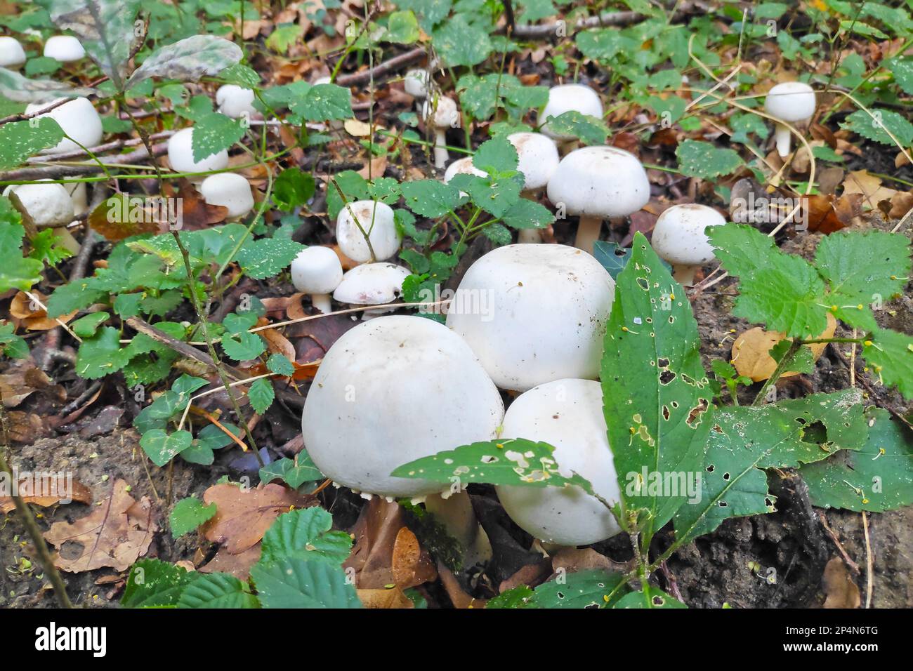 Agaricus silvicola, also known as the wood mushroom, is a species of ...