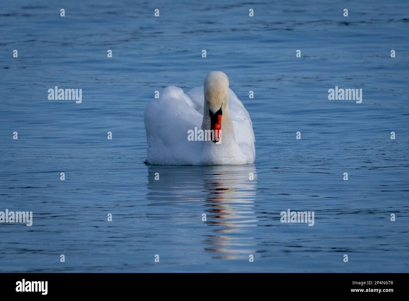 Mute swans, Latin name Cygnus olor, is an introduced species in North ...