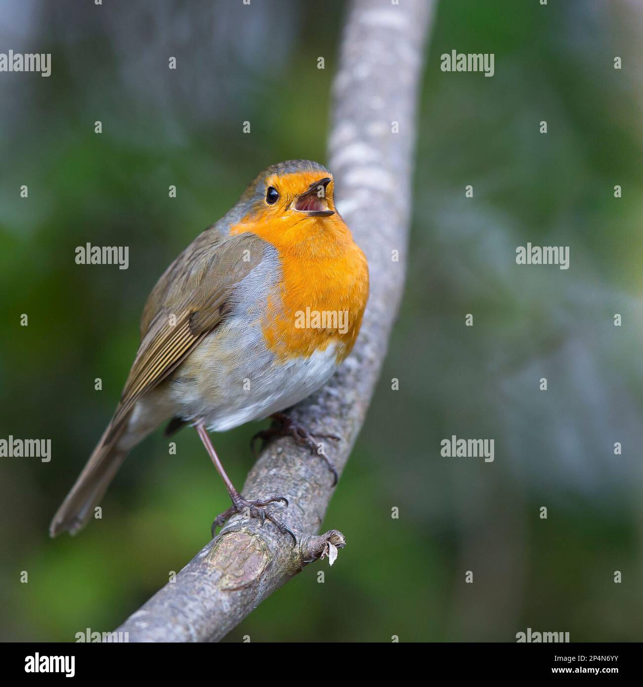 Robin stark hi-res stock photography and images - Alamy