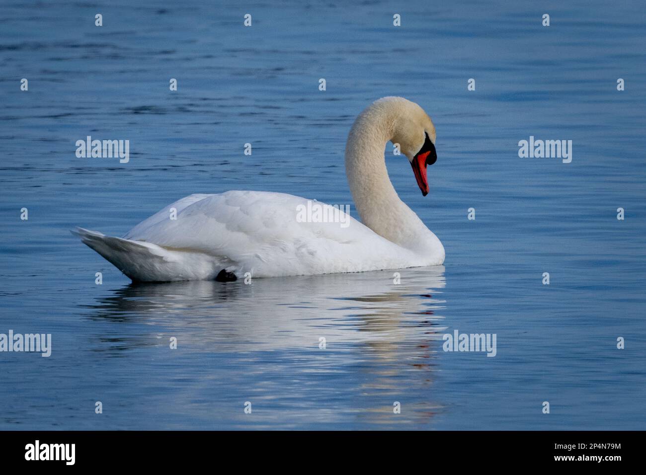 Mute swans, Latin name Cygnus olor, is an introduced species in North ...