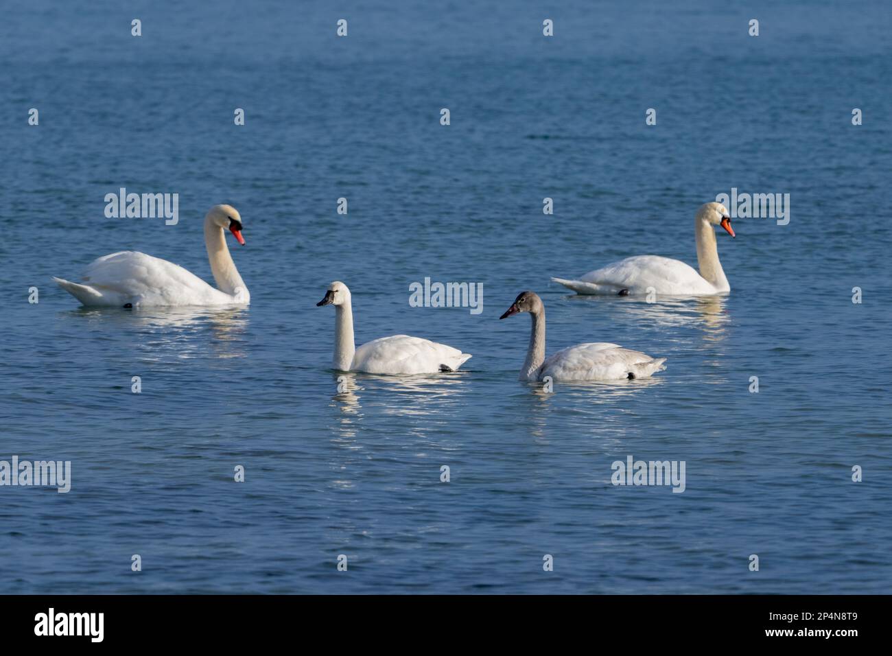 Mute swans, Latin name Cygnus olor, is an introduced species in North ...