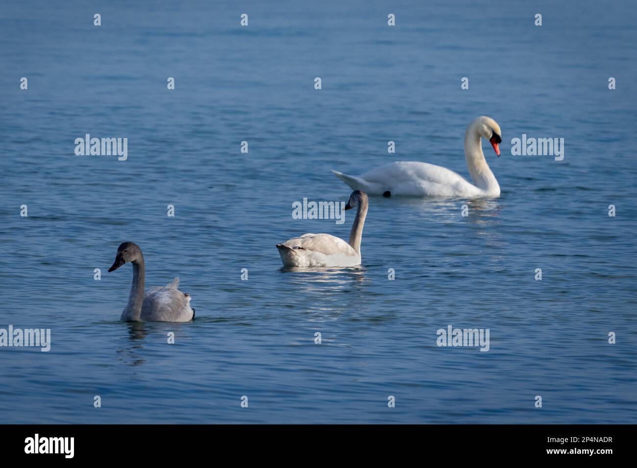 Mute swans, Latin name Cygnus olor, is an introduced species in North ...