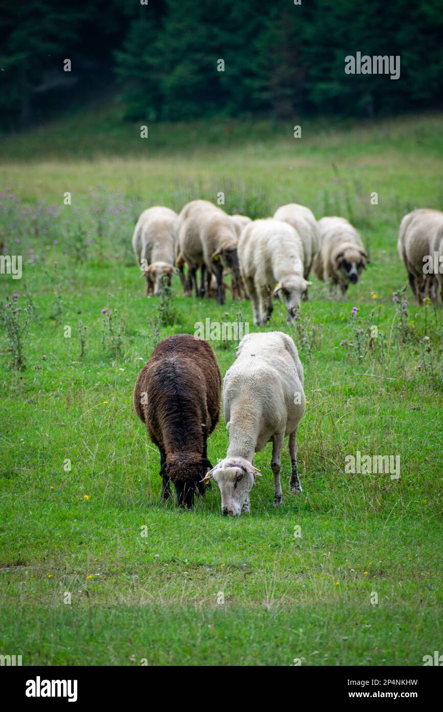 Herd sheep grazing peacefully lush hi-res stock photography and images ...