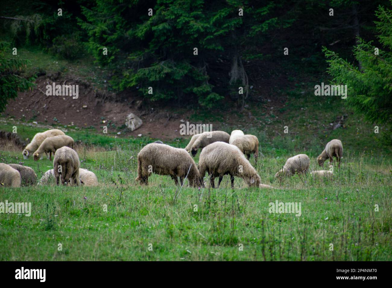 A large group of sheep in a grassy field with trees Stock Photo - Alamy