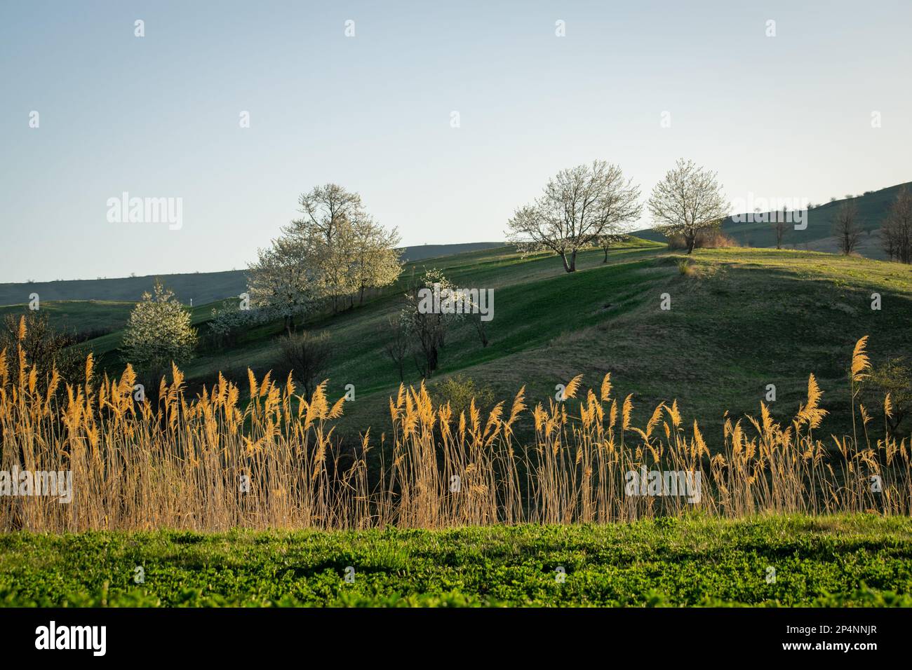 A hillside with some trees on top of it with green grass Stock Photo ...