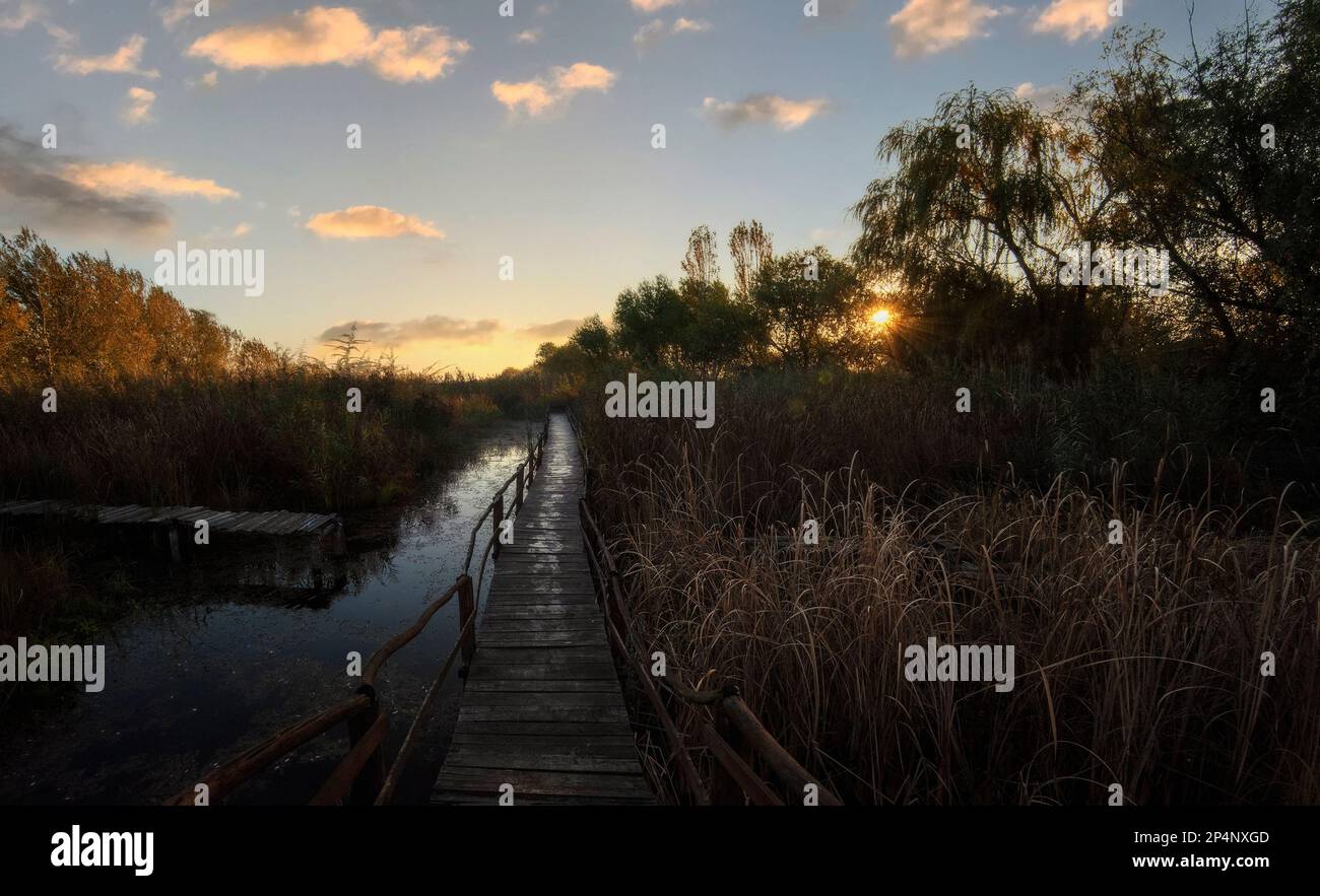 Wooden path over the swamp at Fall sunrise. Autumn Sunrise at Jegricka ...