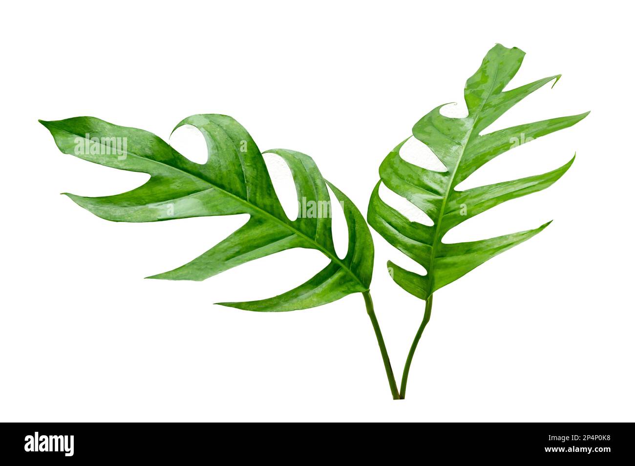 tropical jungle monstera leaves isolated on a white background Stock ...