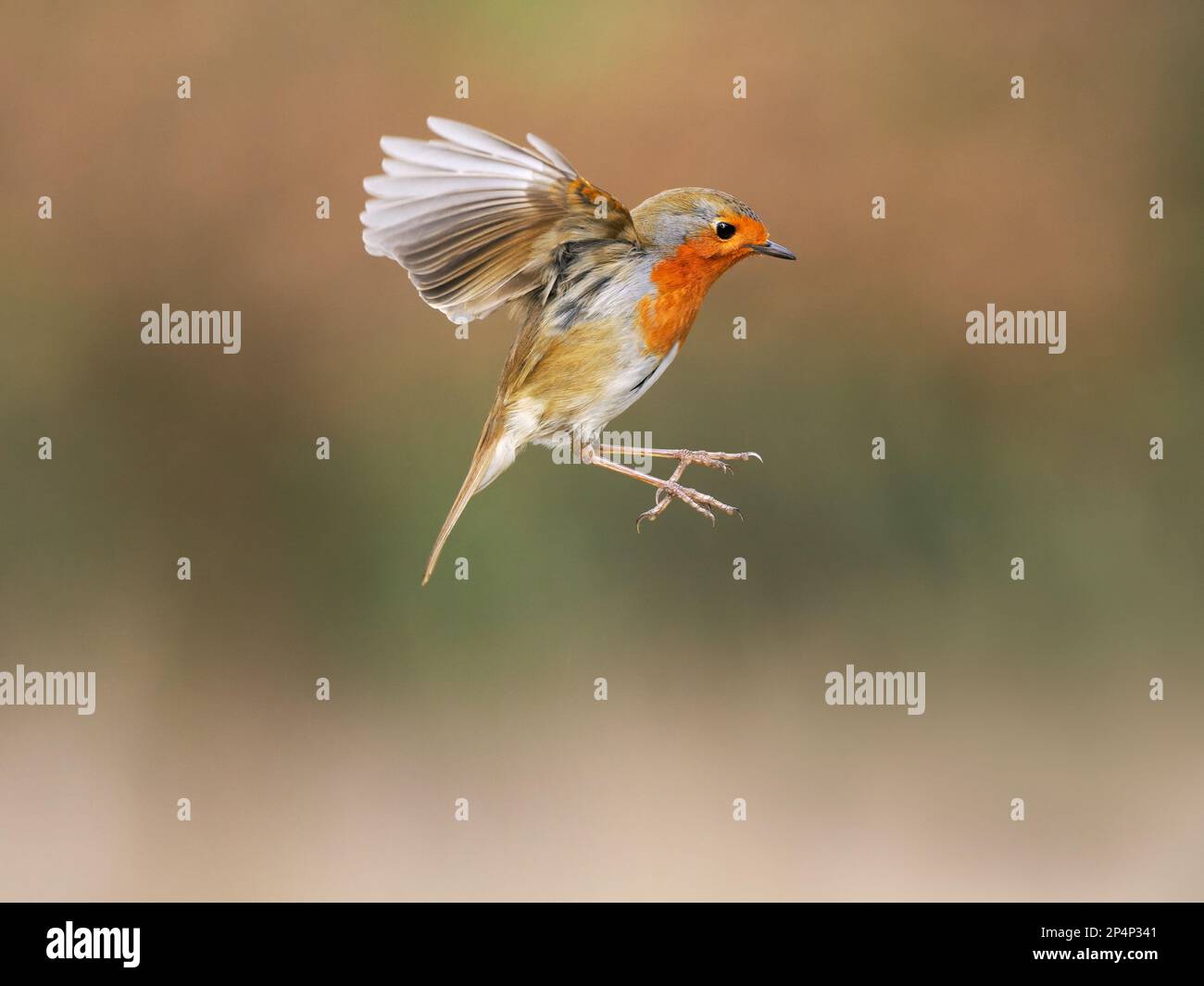 An adult robin photographed just before landing. Photographed in ...