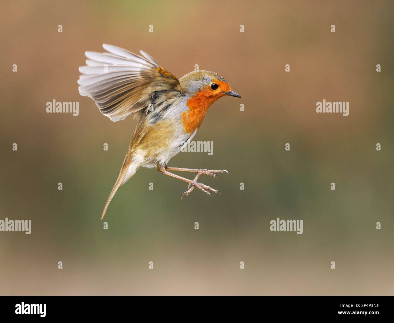 Red Robin Bird Flying