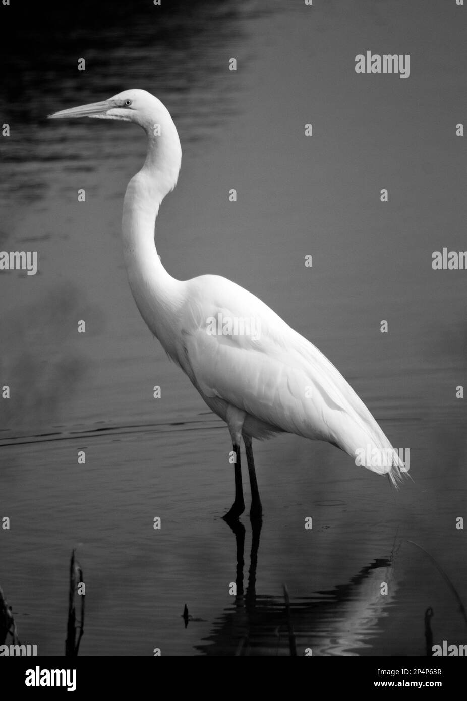 Black white image standing hi-res stock photography and images - Alamy