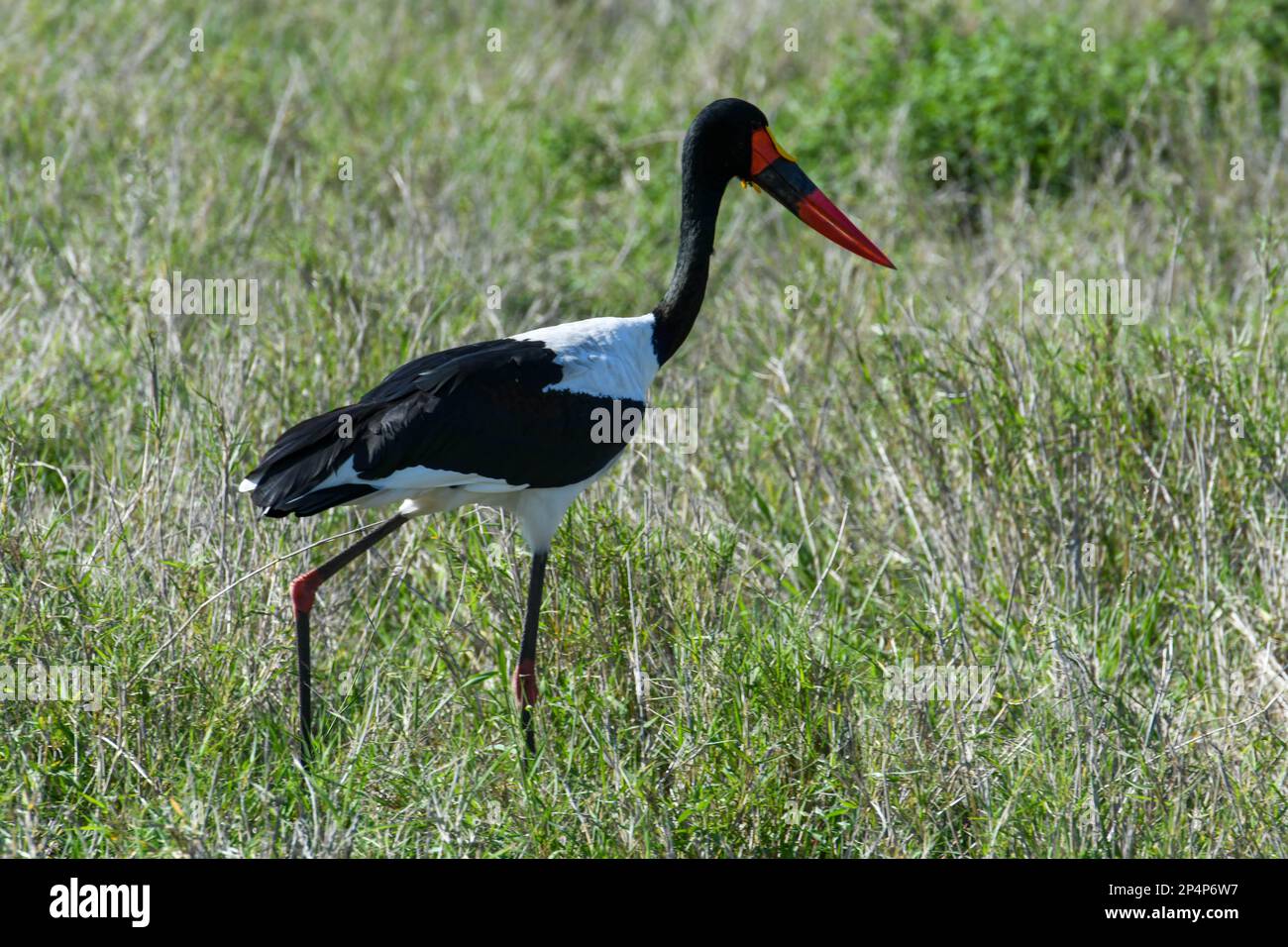A Saddle billed stork on Kruger national park in South Africa Stock ...