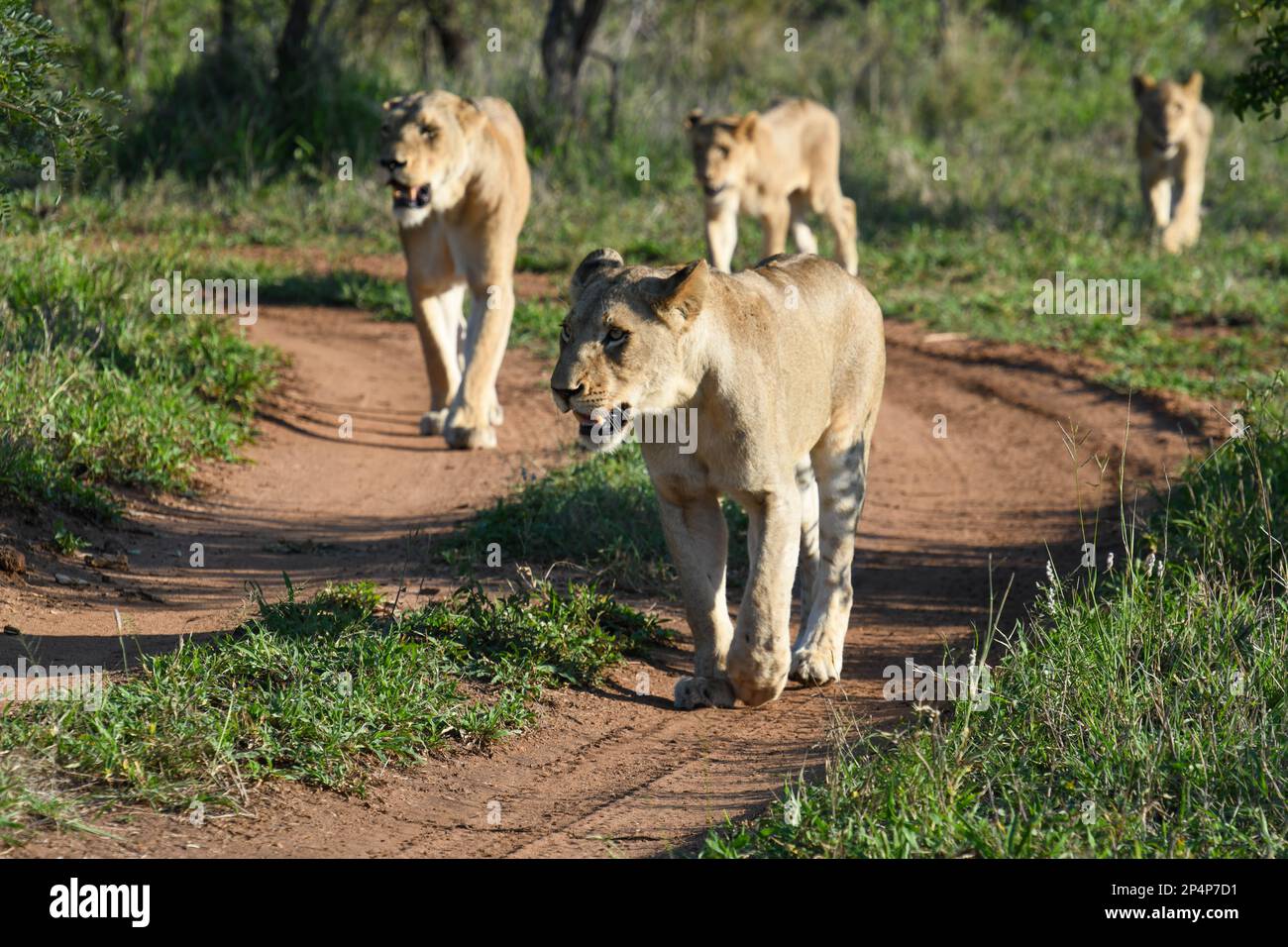 Lionesses on Kruger national park in South Africa Stock Photo - Alamy