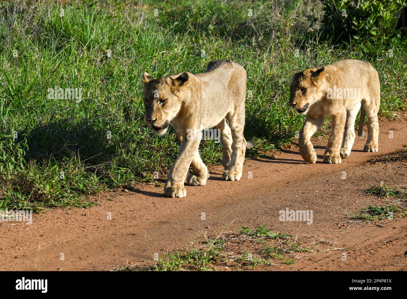 Lionesses on Kruger national park in South Africa Stock Photo - Alamy