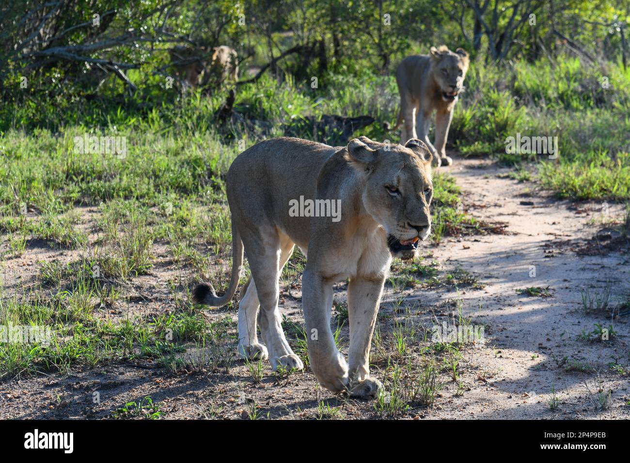 Lionesses on Kruger national park in South Africa Stock Photo - Alamy