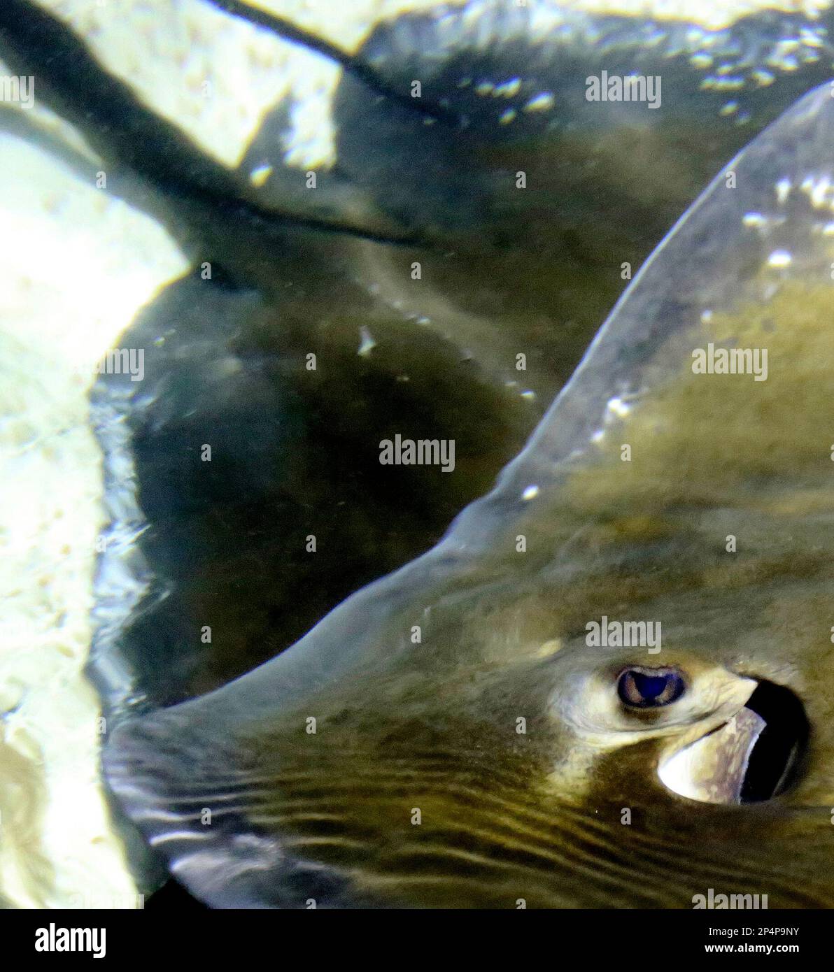 Southern stingrays move slowly around the others before they are netted ...