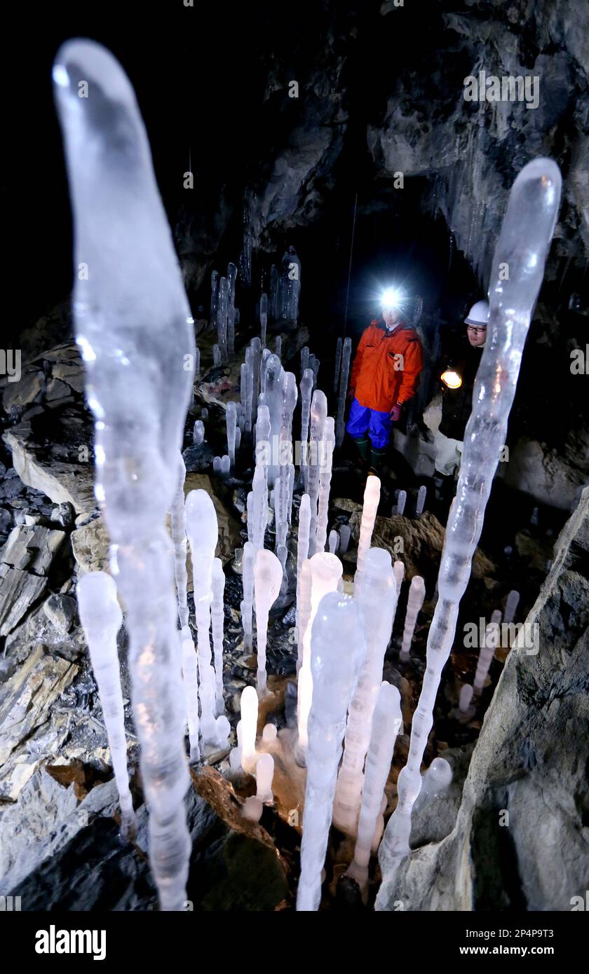 A photo shows ice stalagmites seen at Uchimakido cave in Kuji, Iwate ...