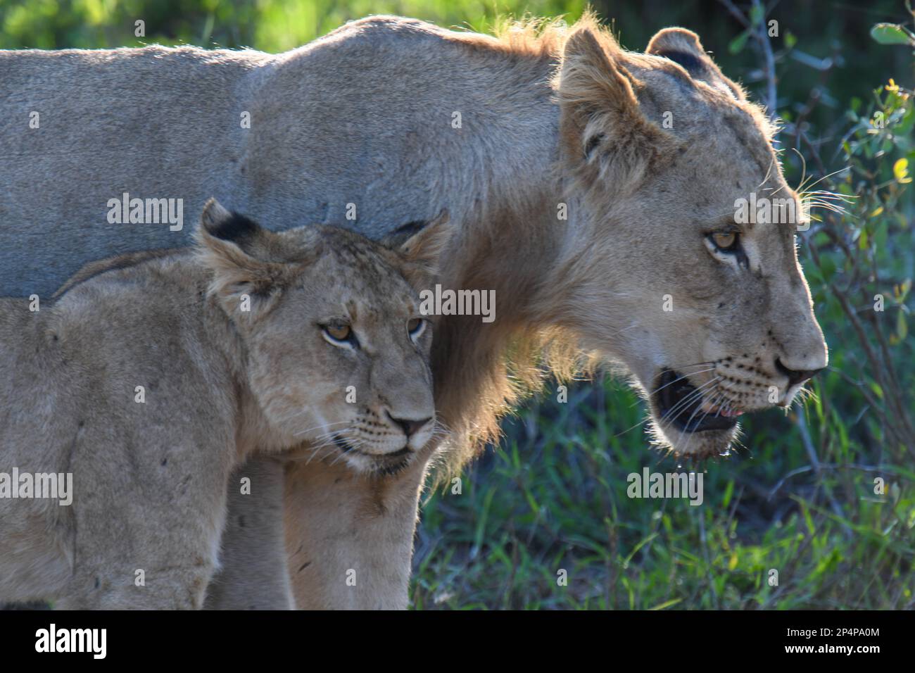 Lionesses on Kruger national park in South Africa Stock Photo - Alamy