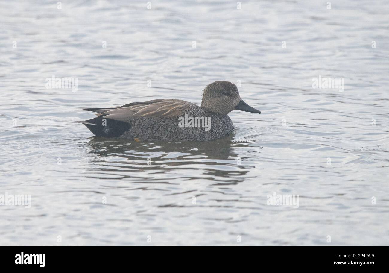 Gadwall feathers hi-res stock photography and images - Alamy