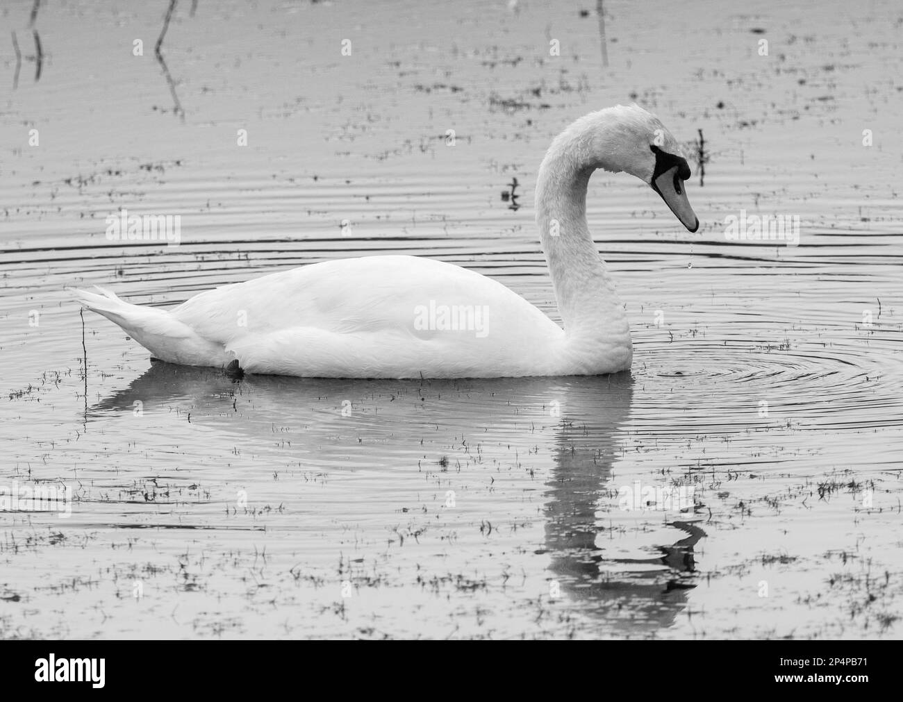Large british water bird Black and White Stock Photos & Images - Alamy