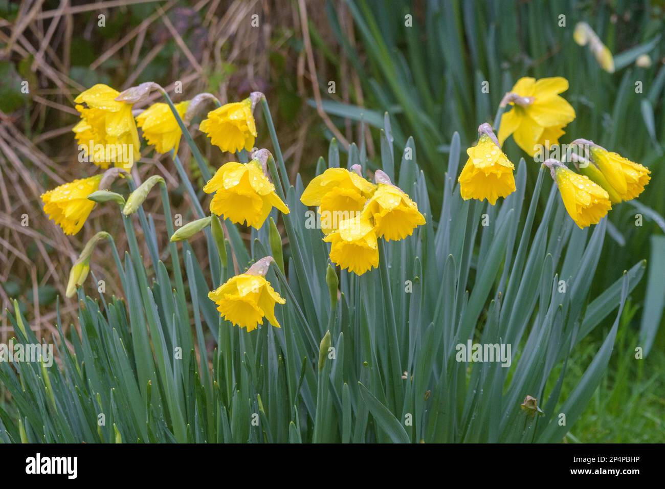 Bunch of golden daffodils hi-res stock photography and images - Alamy
