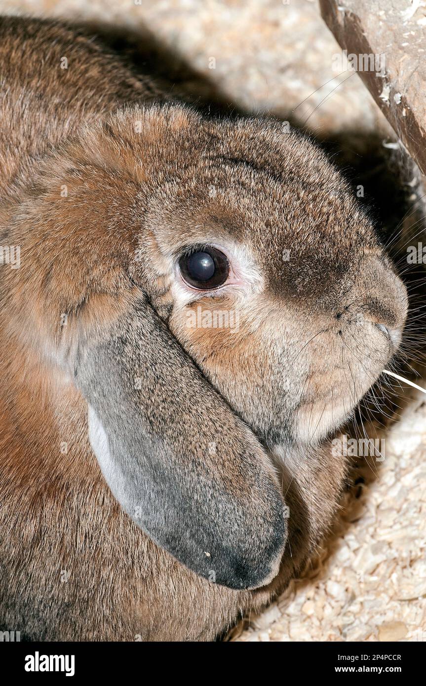 Rabbit lop ears hi-res stock photography and images - Alamy