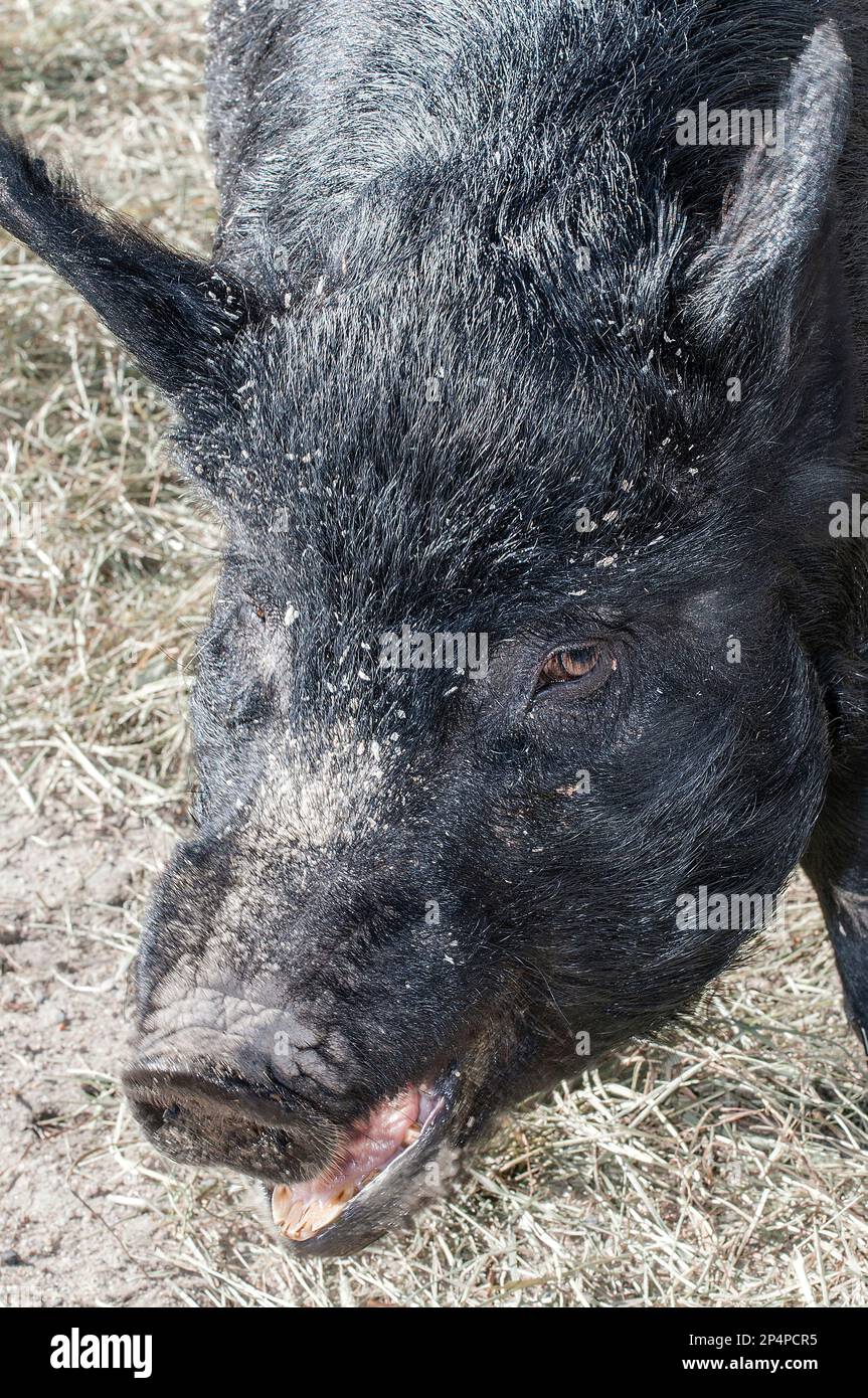 Guinea pig face hi-res stock photography and images - Alamy