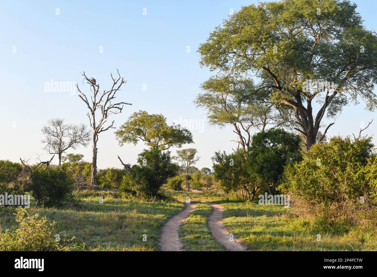 Landscape at the Kruger national park in South Africa Stock Photo - Alamy