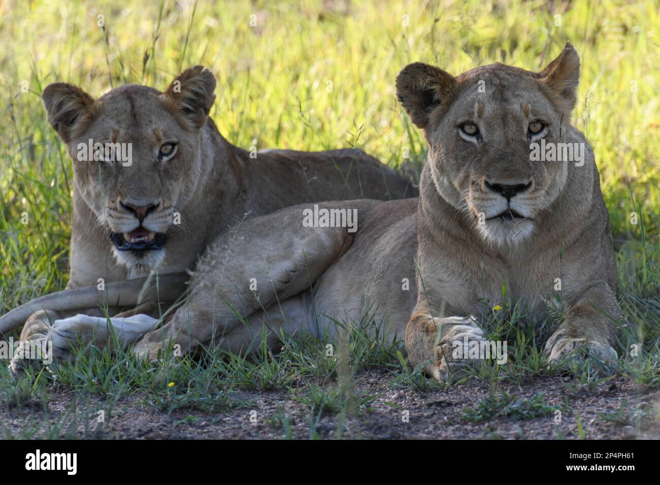 Lionesses on Kruger national park in South Africa Stock Photo - Alamy